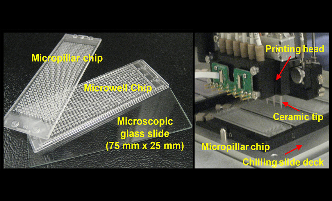 New Biochip Mimics Liver To Make Drug Discovery Faster, Easier | News ...