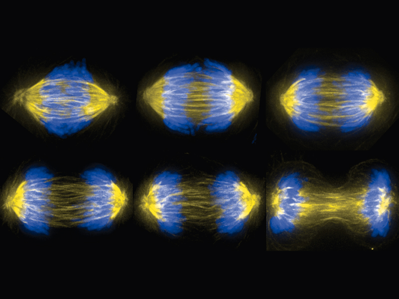 Measuring the Forces of Biology | News & Events
